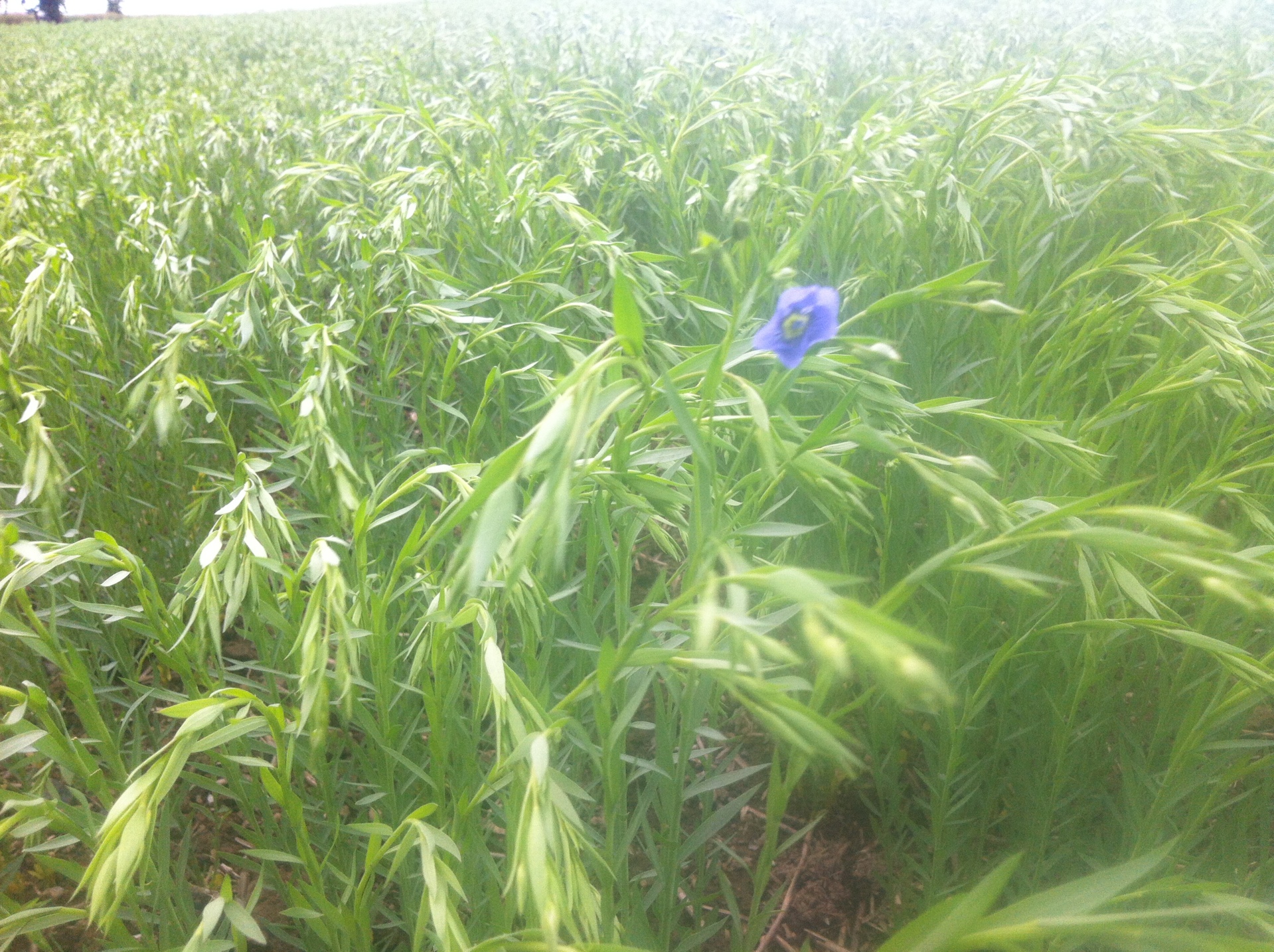 Spring Linseed | Page 2 | The Farming Forum