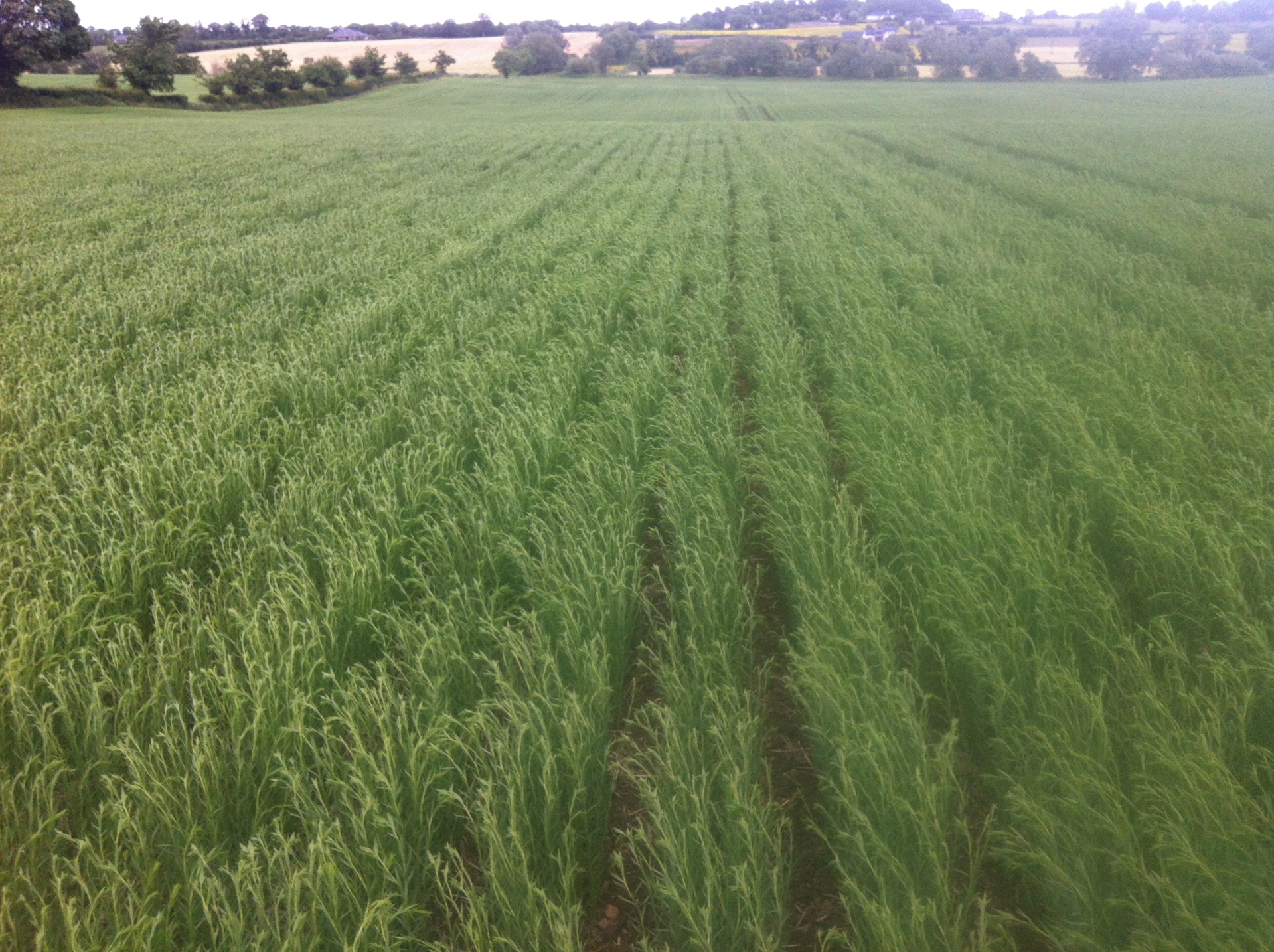 Spring Linseed | Page 2 | The Farming Forum