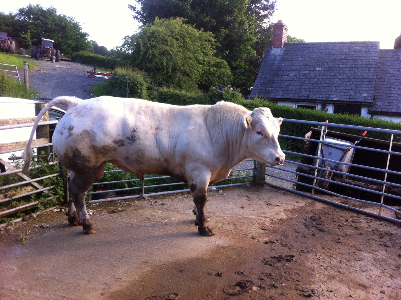 British blue bull . | The Farming Forum
