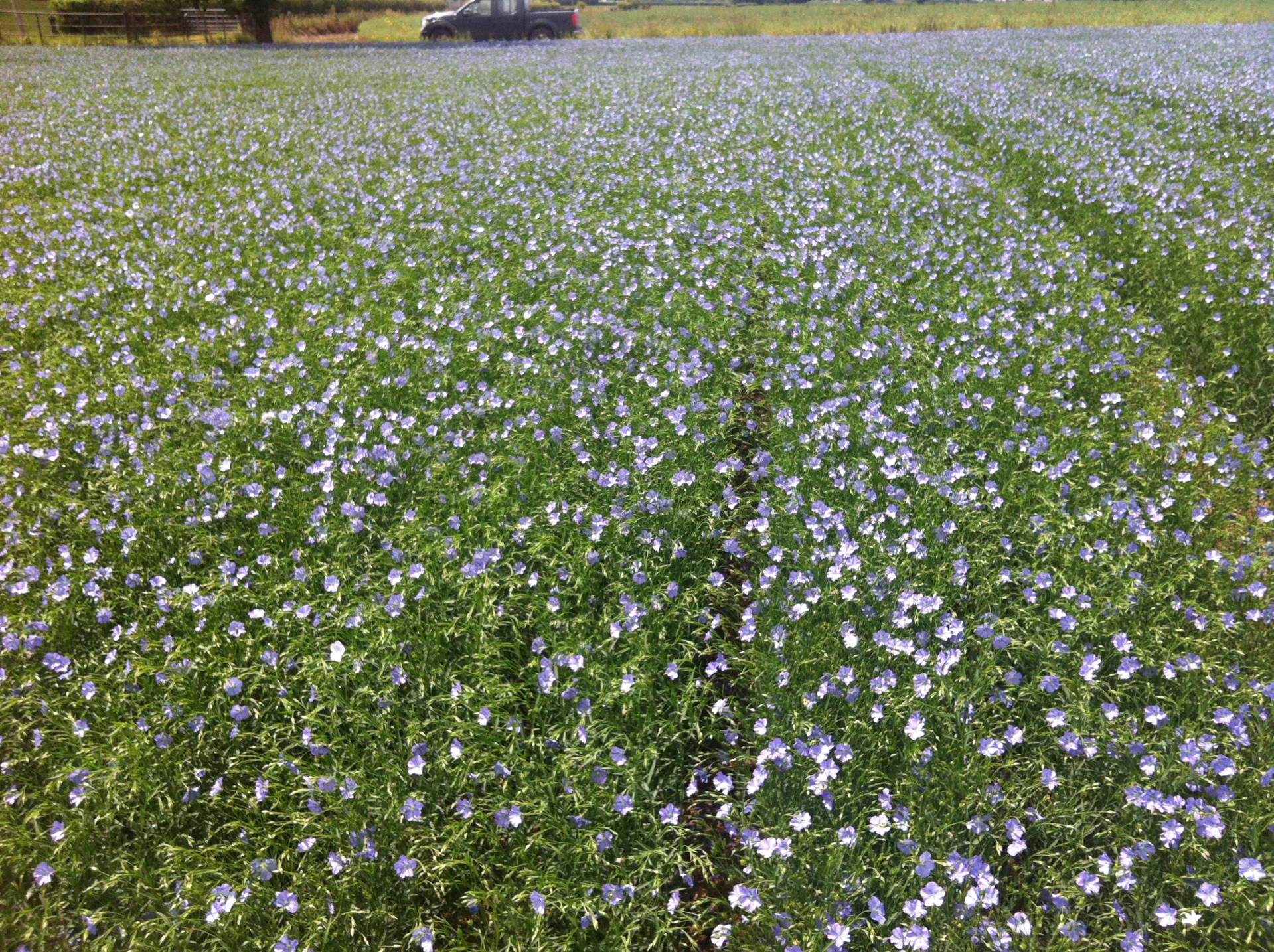 Spring Linseed | Page 2 | The Farming Forum