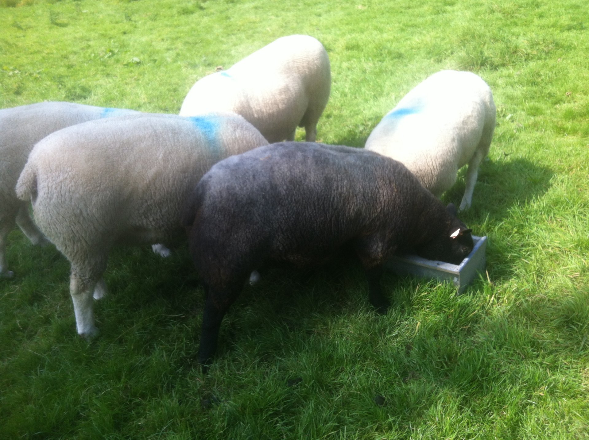 Blue Texel | The Farming Forum