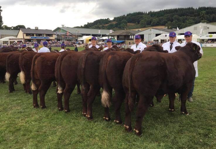 Native breeds photographs | Page 67 | The Farming Forum