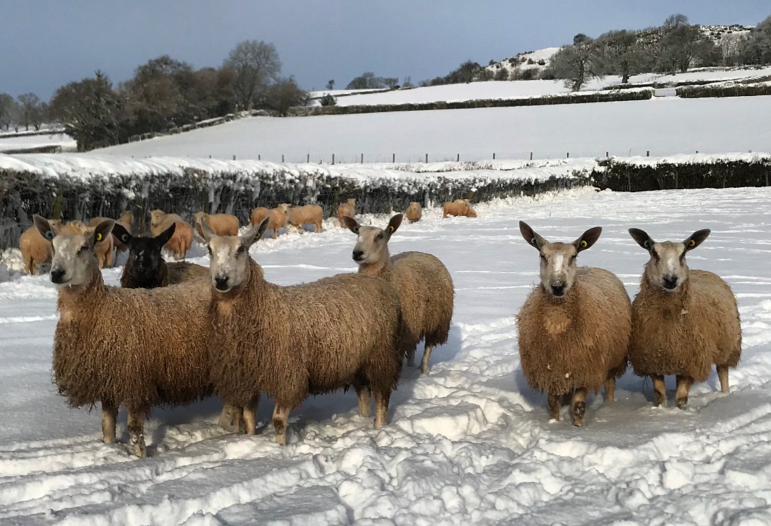 Native breeds photographs | Page 69 | The Farming Forum