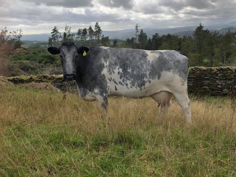 Native breeds photographs | Page 69 | The Farming Forum