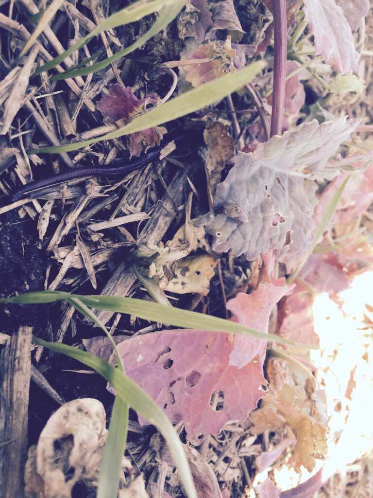 Spot the slug | The Farming Forum