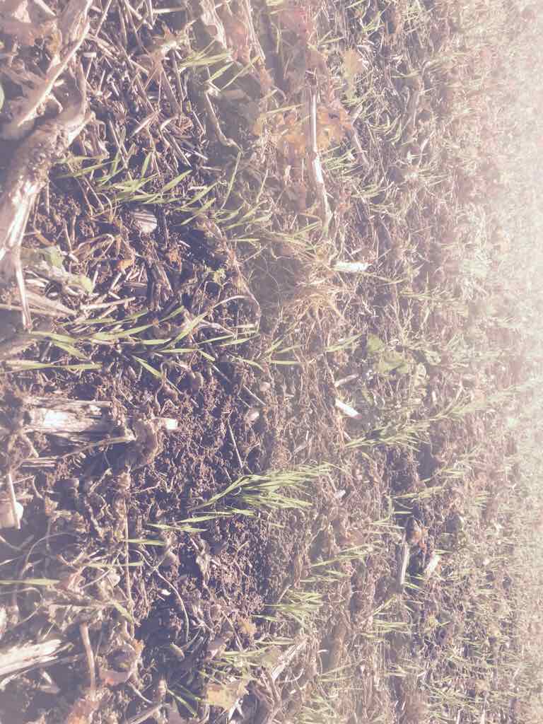 Spot the slug | The Farming Forum
