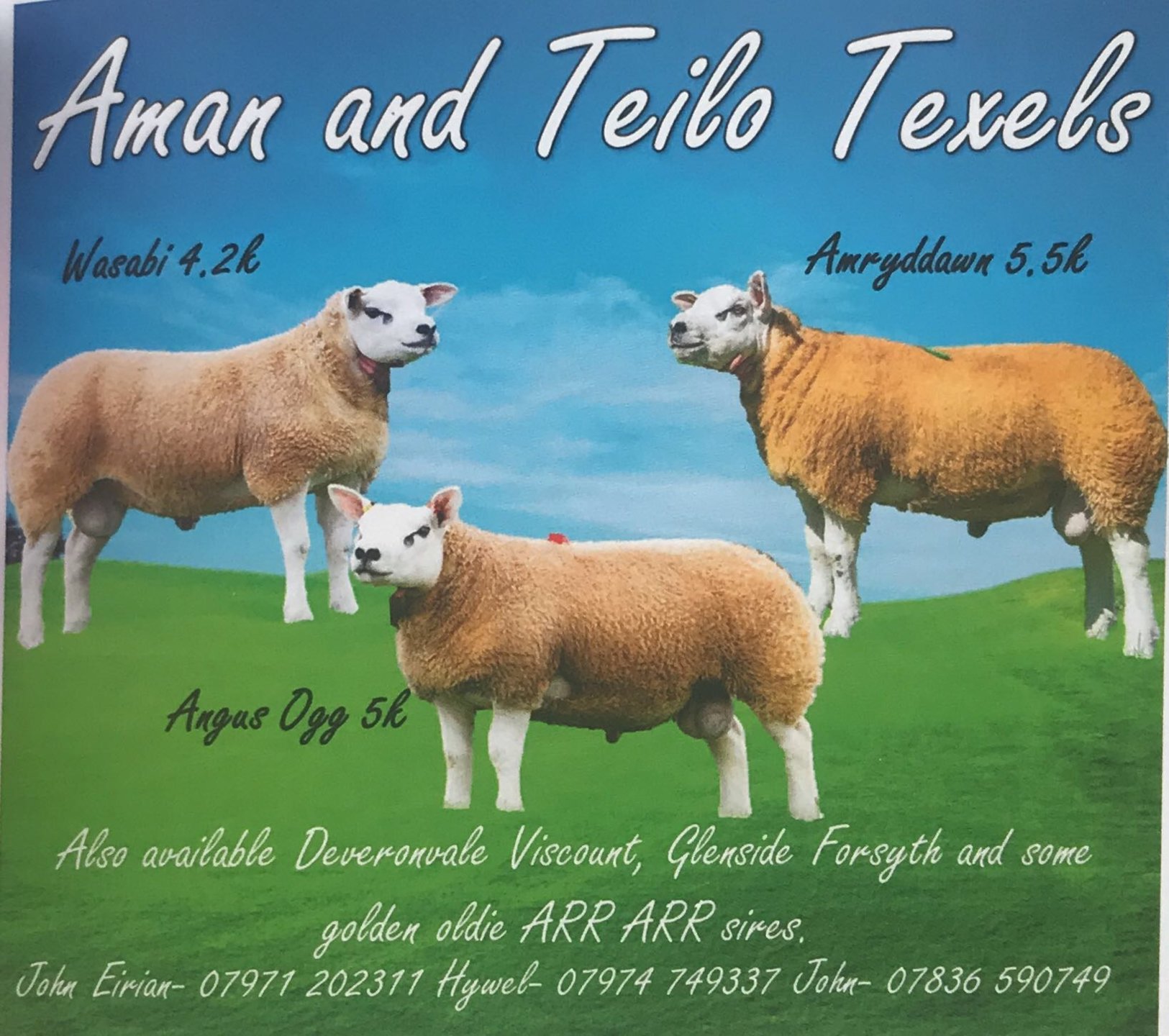 Texel Tup with Height for AI | The Farming Forum