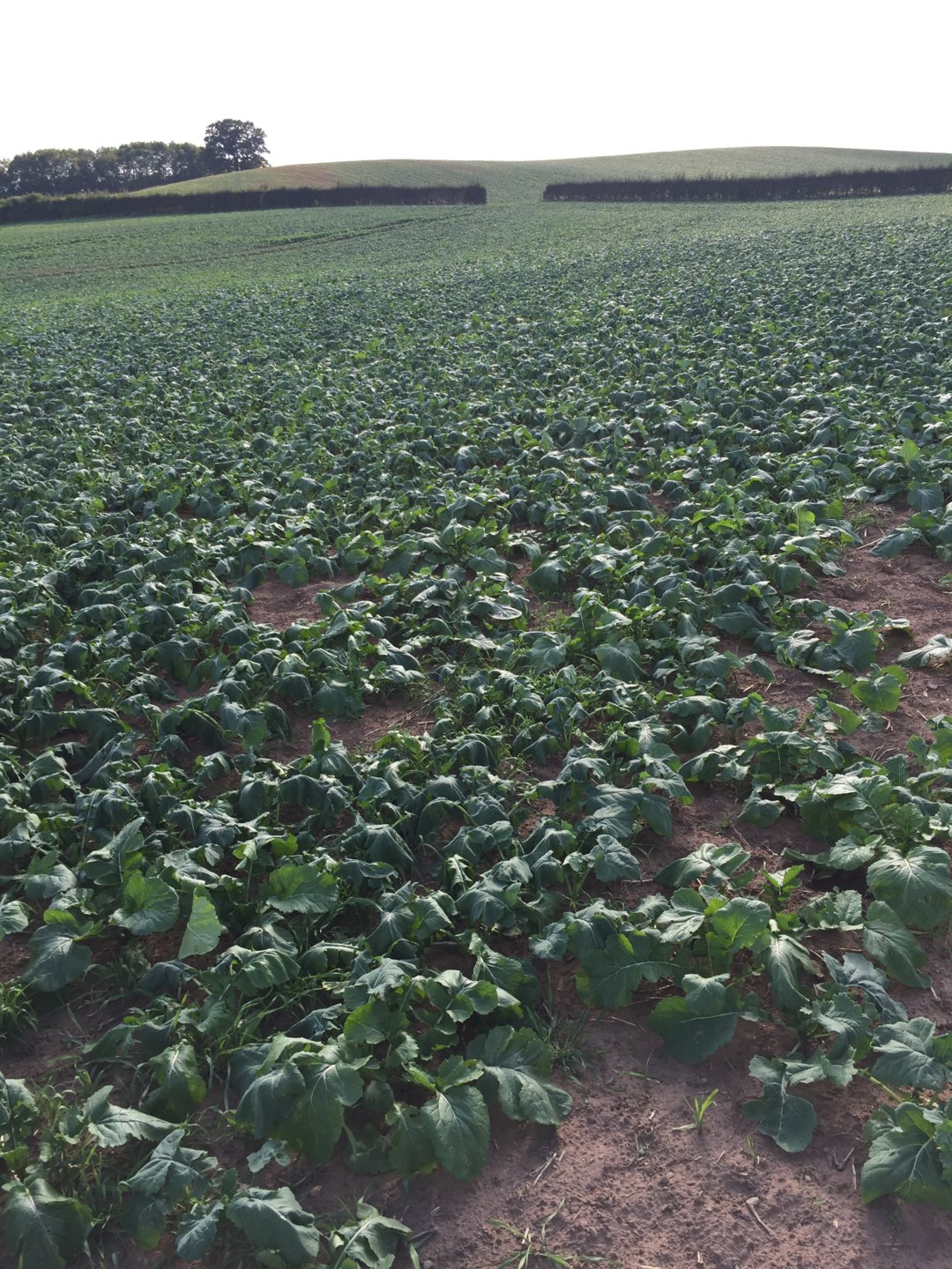 Catch crops 2018 | The Farming Forum