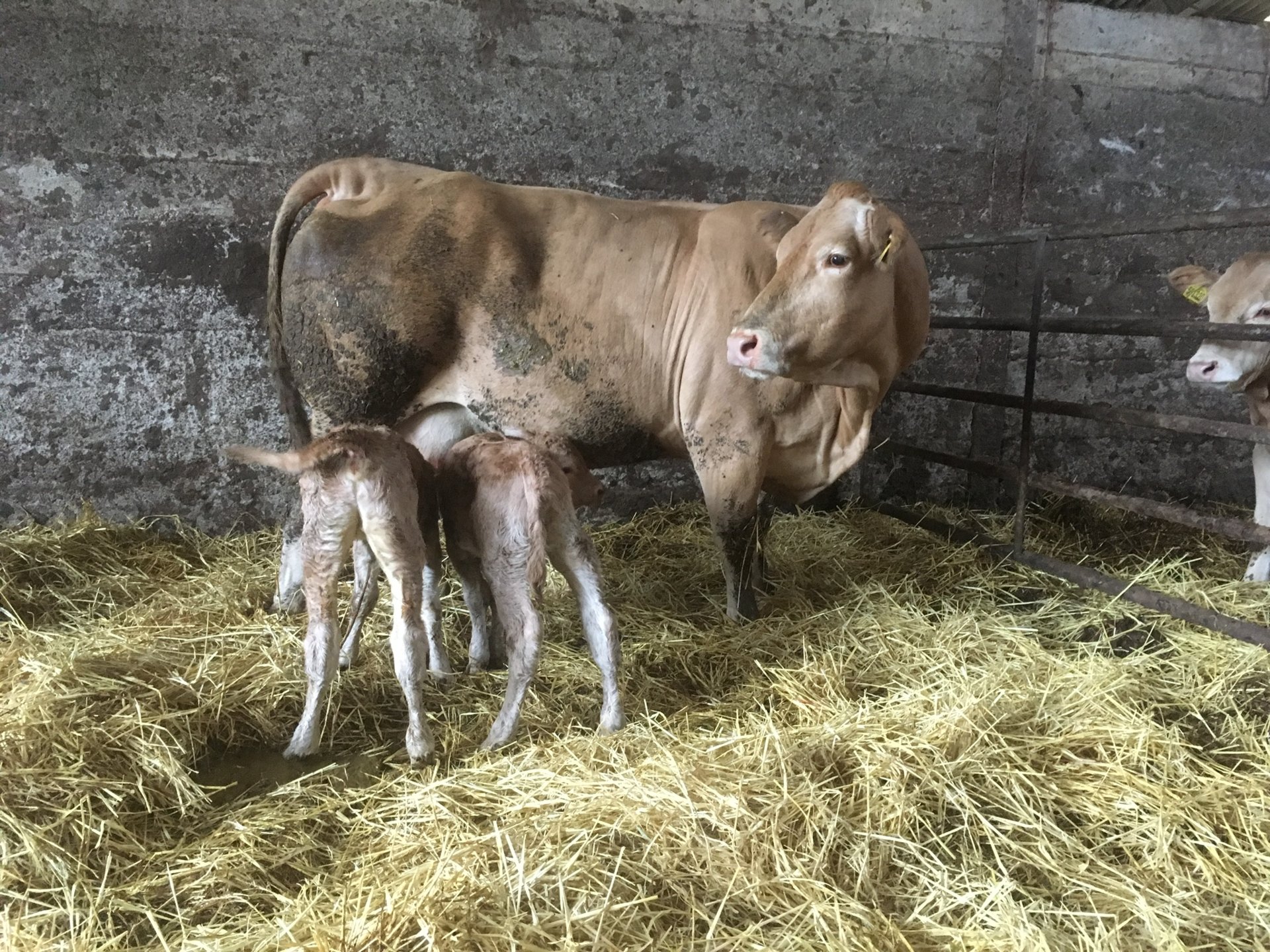 Calf weighing tape | Page 2 | The Farming Forum