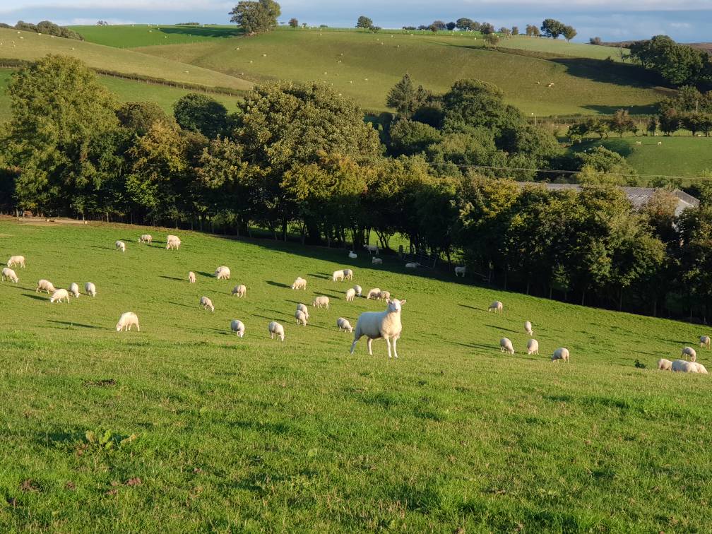 Pentre Farm | Page 3 | The Farming Forum