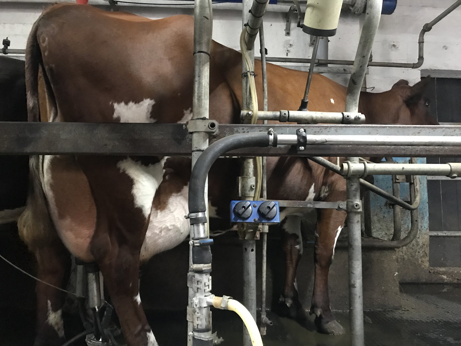 Autumn block breeding opinions please | Page 3 | The Farming Forum