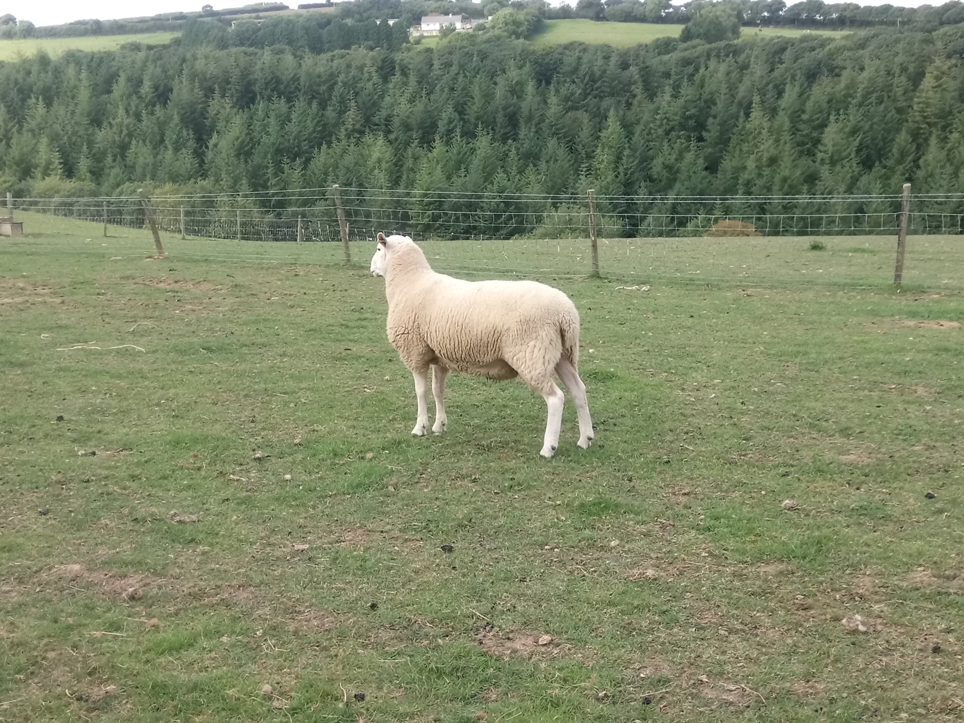 For sale lleyn shearling ram | The Farming Forum