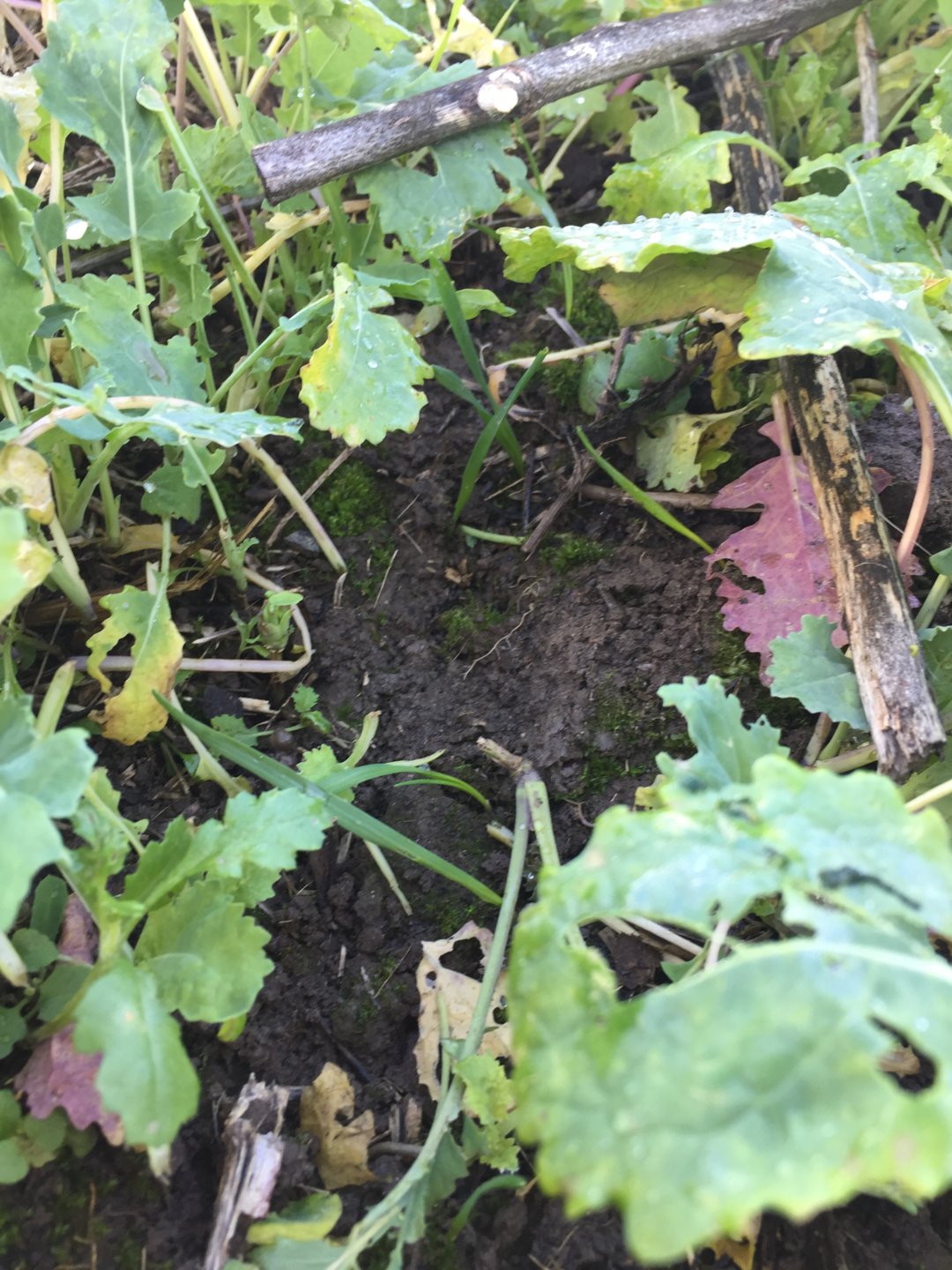 Slugs | The Farming Forum