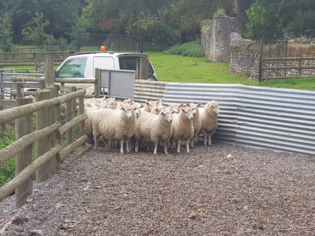 Pentre Farm | Page 3 | The Farming Forum