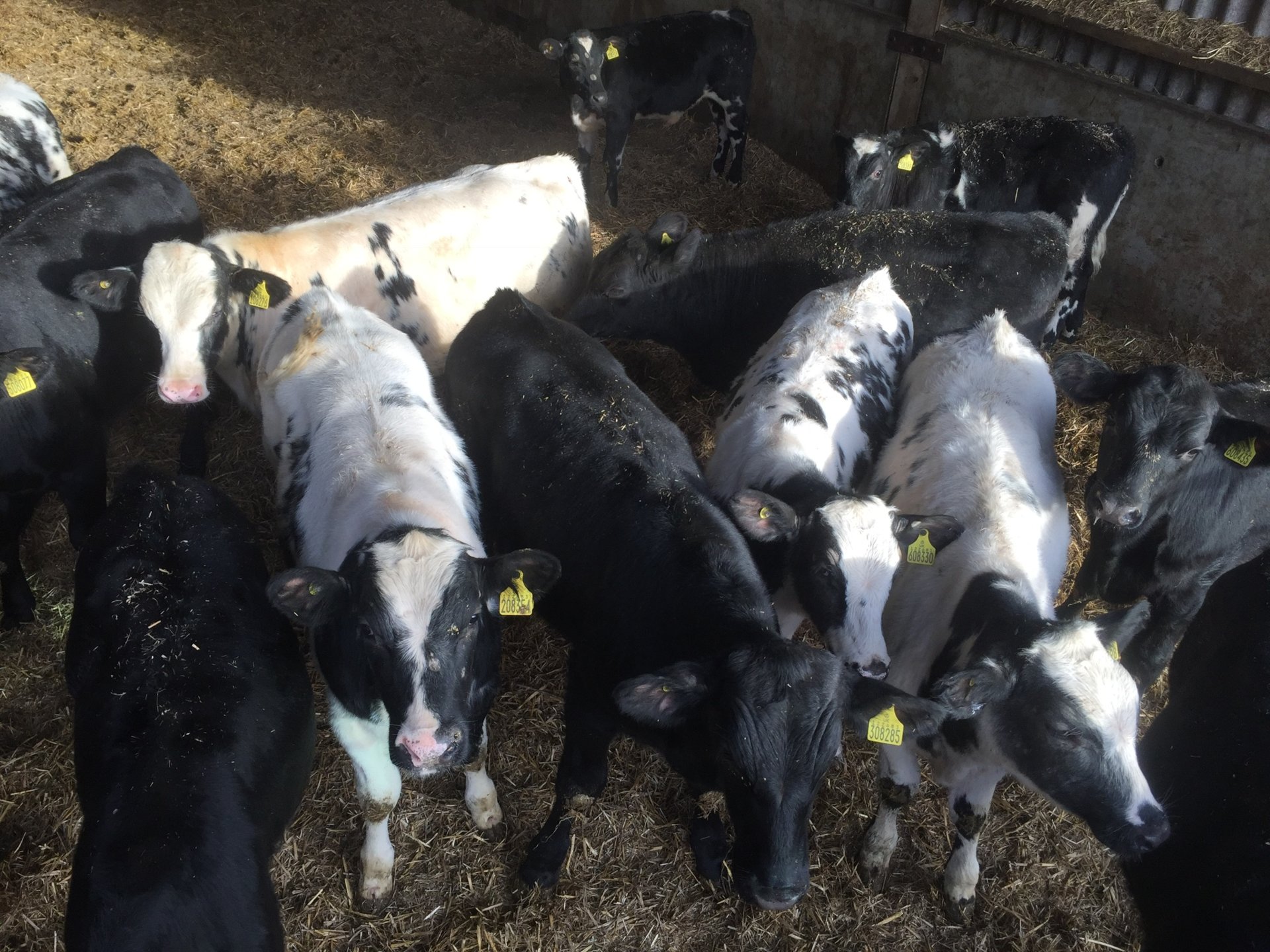 Blue & Angus | The Farming Forum