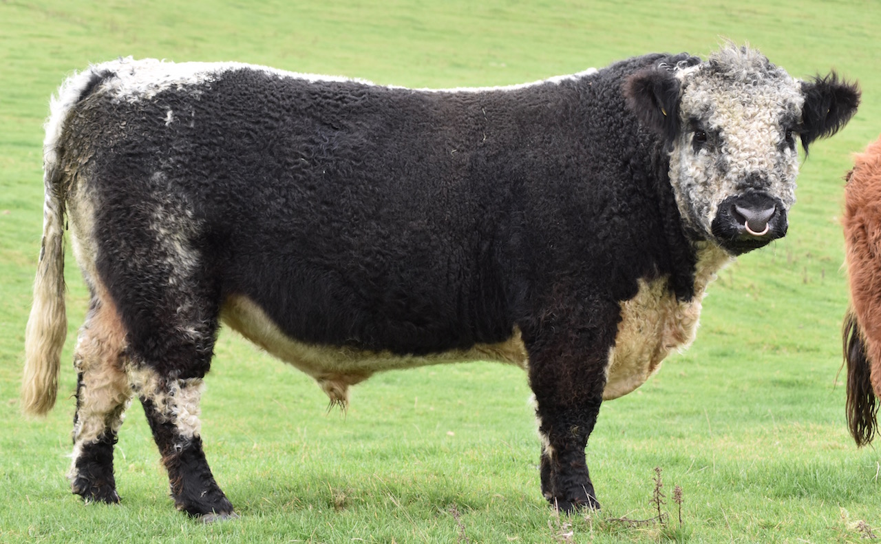 Native breeds photographs | Page 72 | The Farming Forum