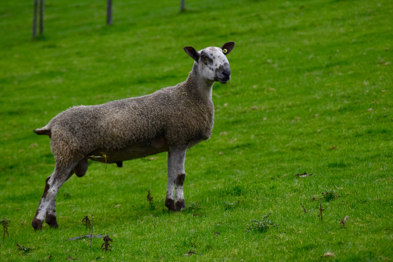 Native breeds photographs | Page 72 | The Farming Forum