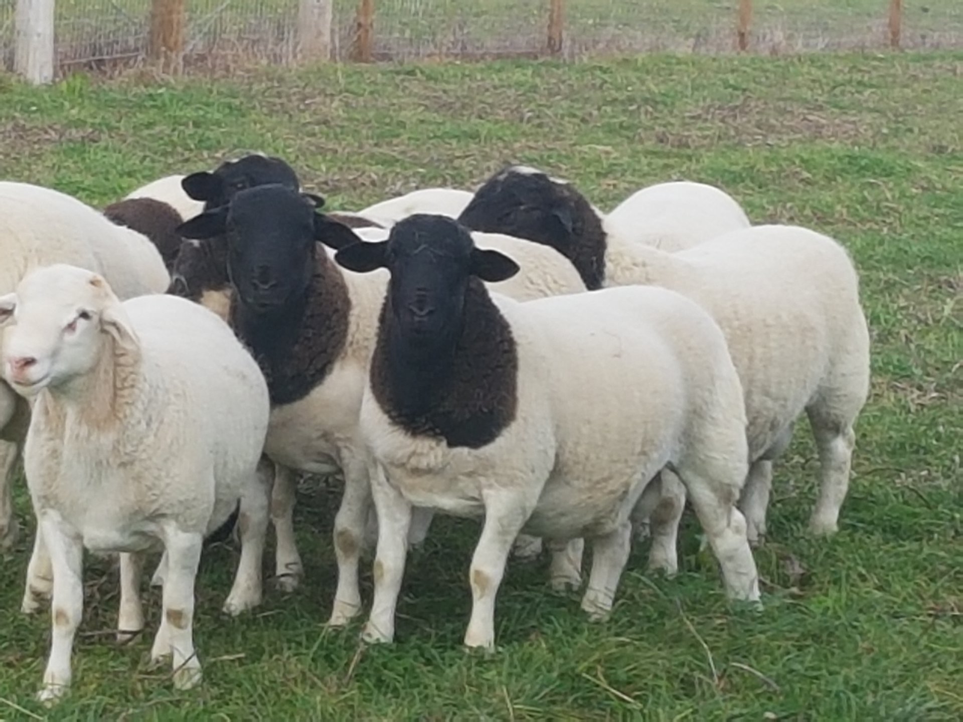 Dorper sheep | Page 9 | The Farming Forum