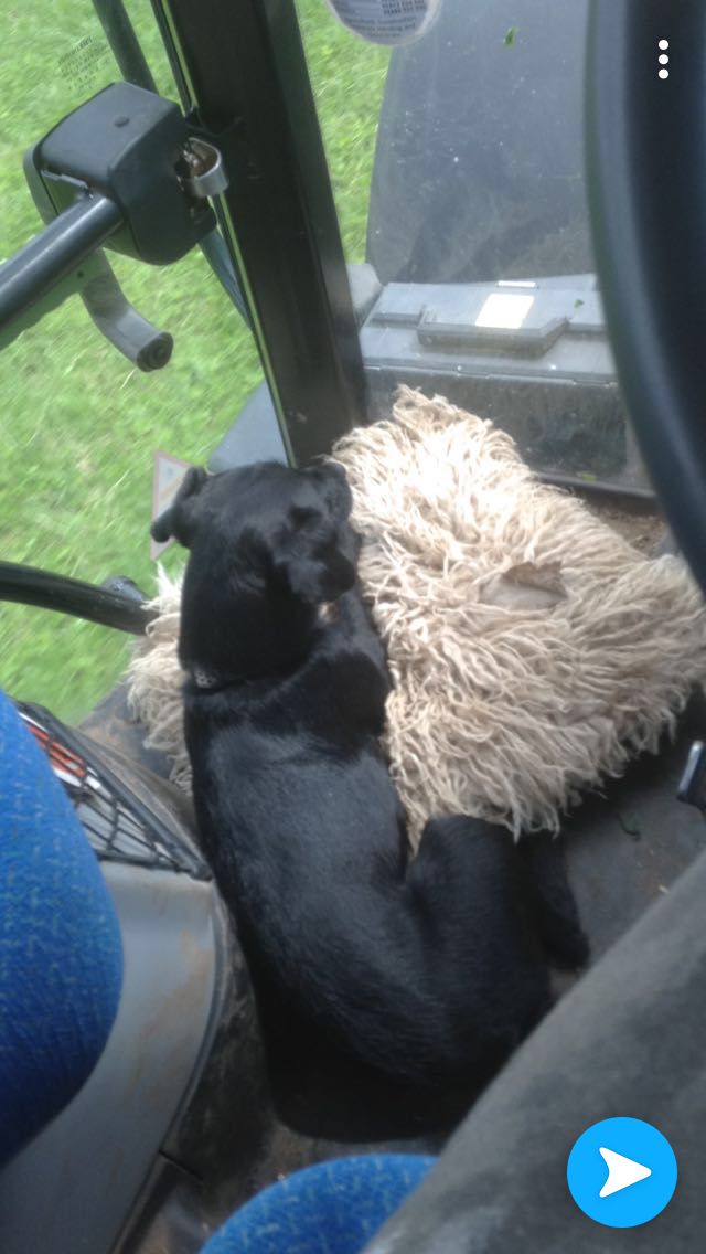Dogs in cabs | The Farming Forum