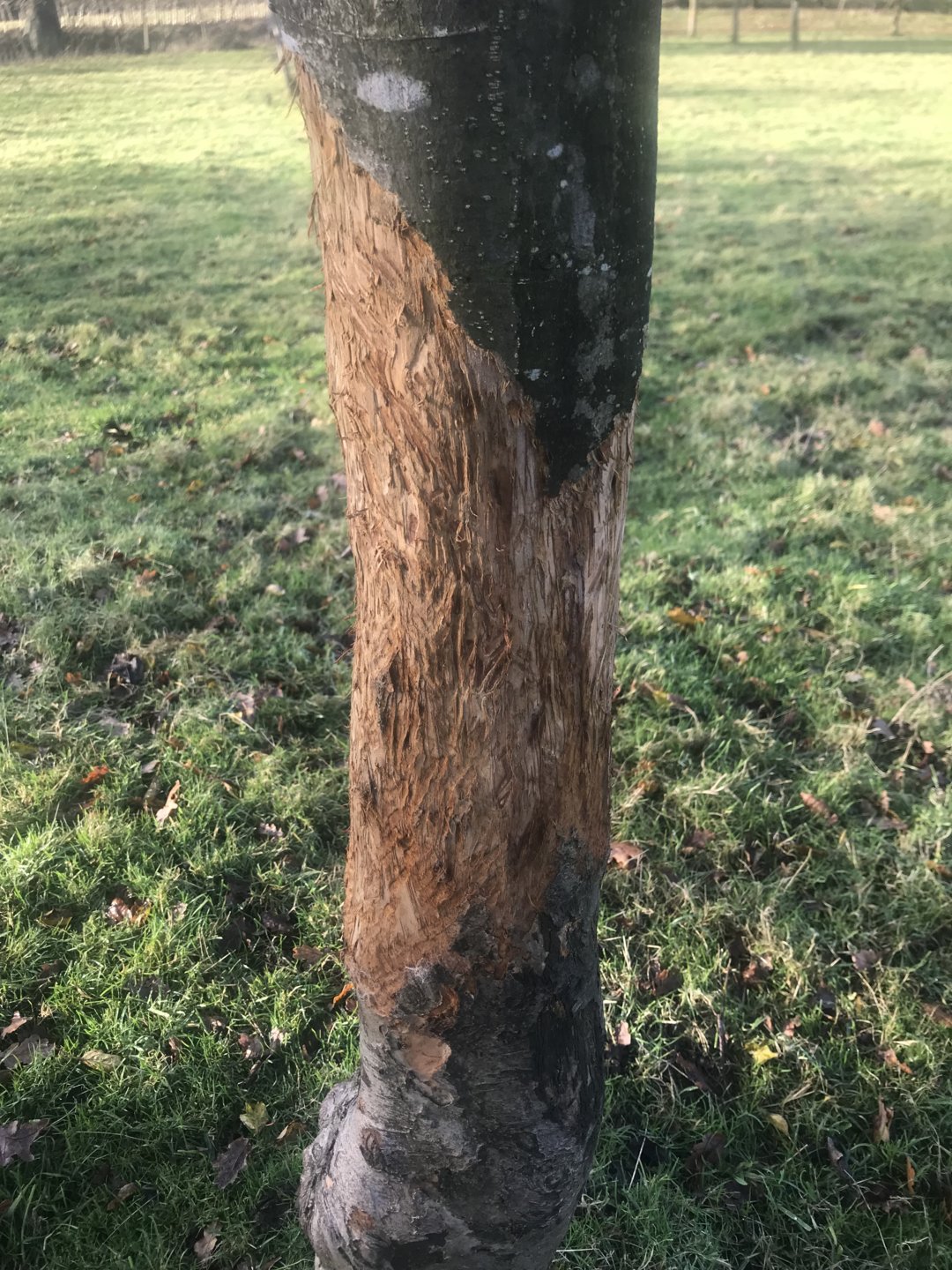 What’s eating the tree ? | The Farming Forum