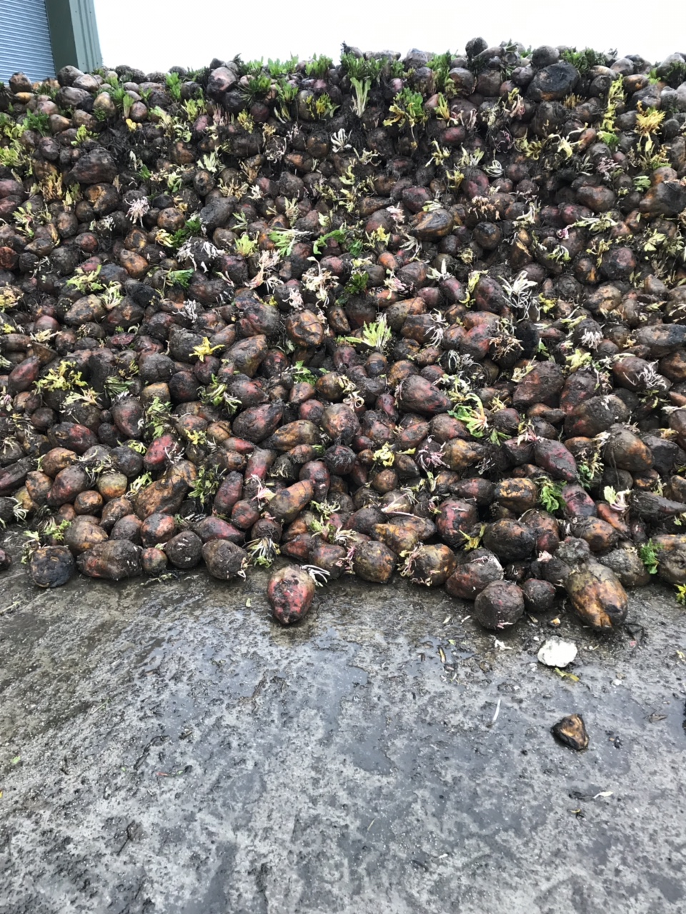 Fodder beet for sale | The Farming Forum