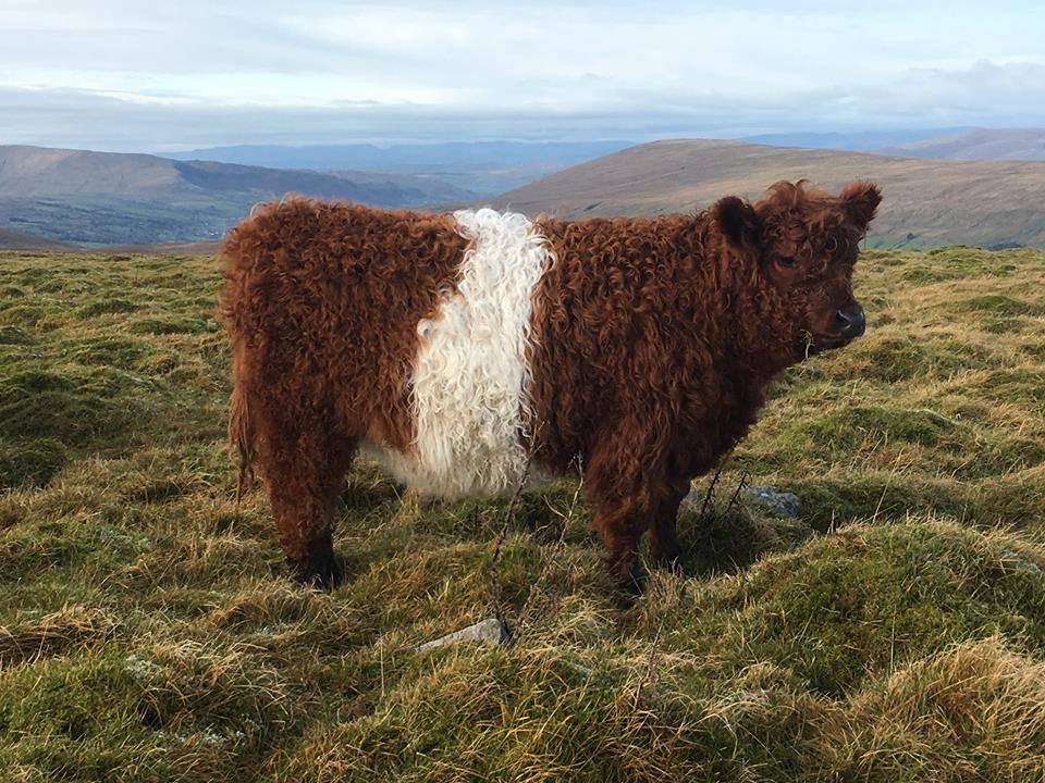 Belted Galloways | The Farming Forum