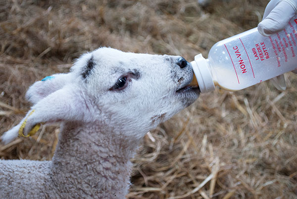 Lamb Colostrum Management | The Farming Forum