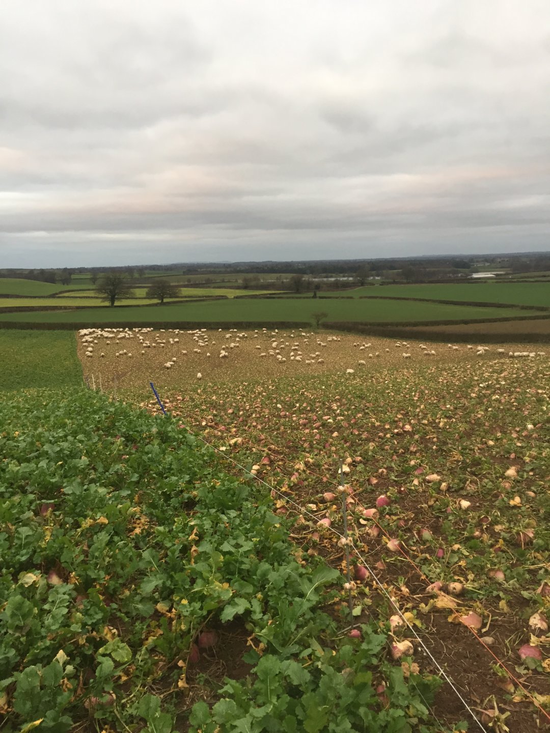 Stubble turnips | The Farming Forum