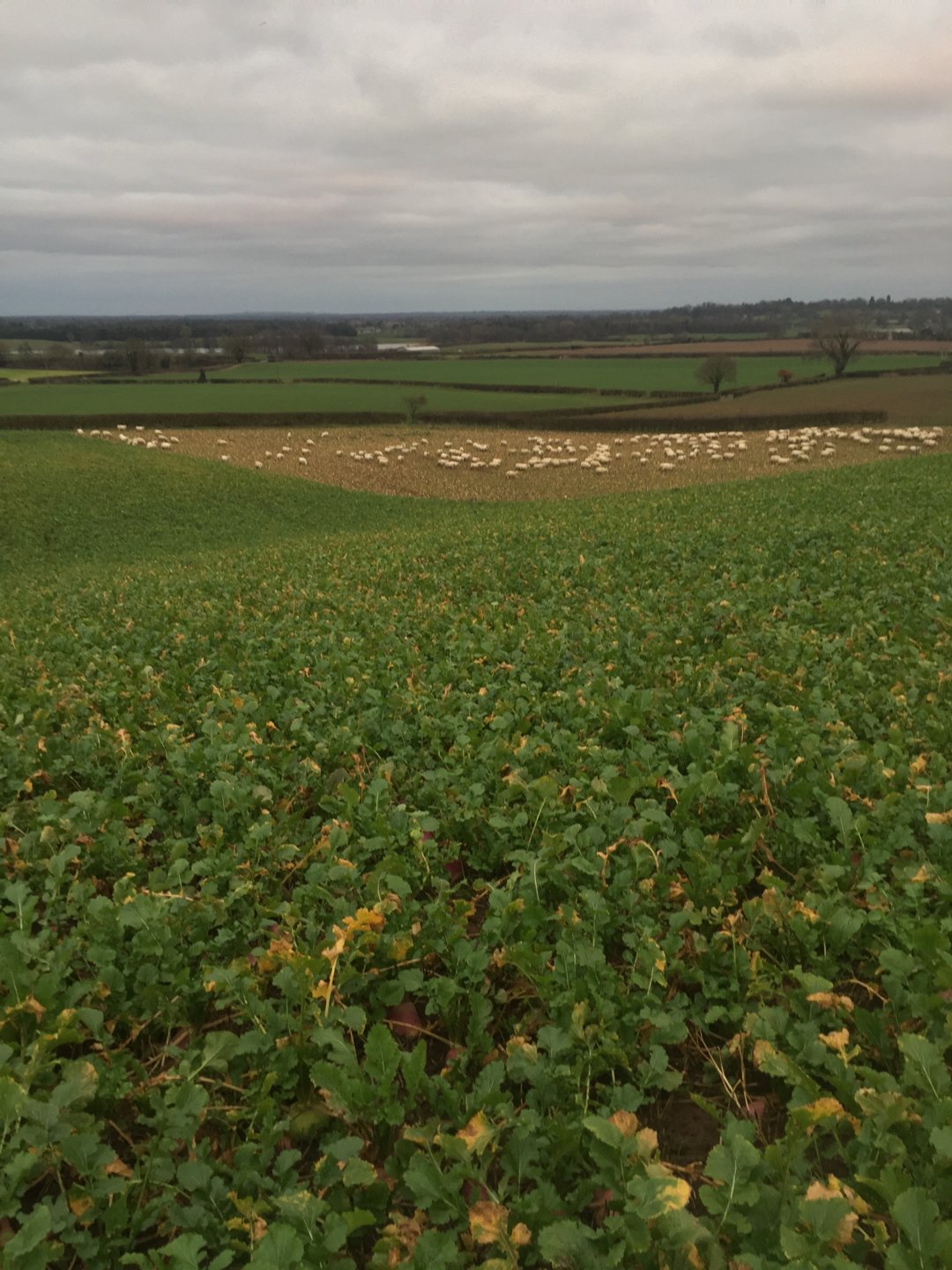 Stubble turnips | The Farming Forum