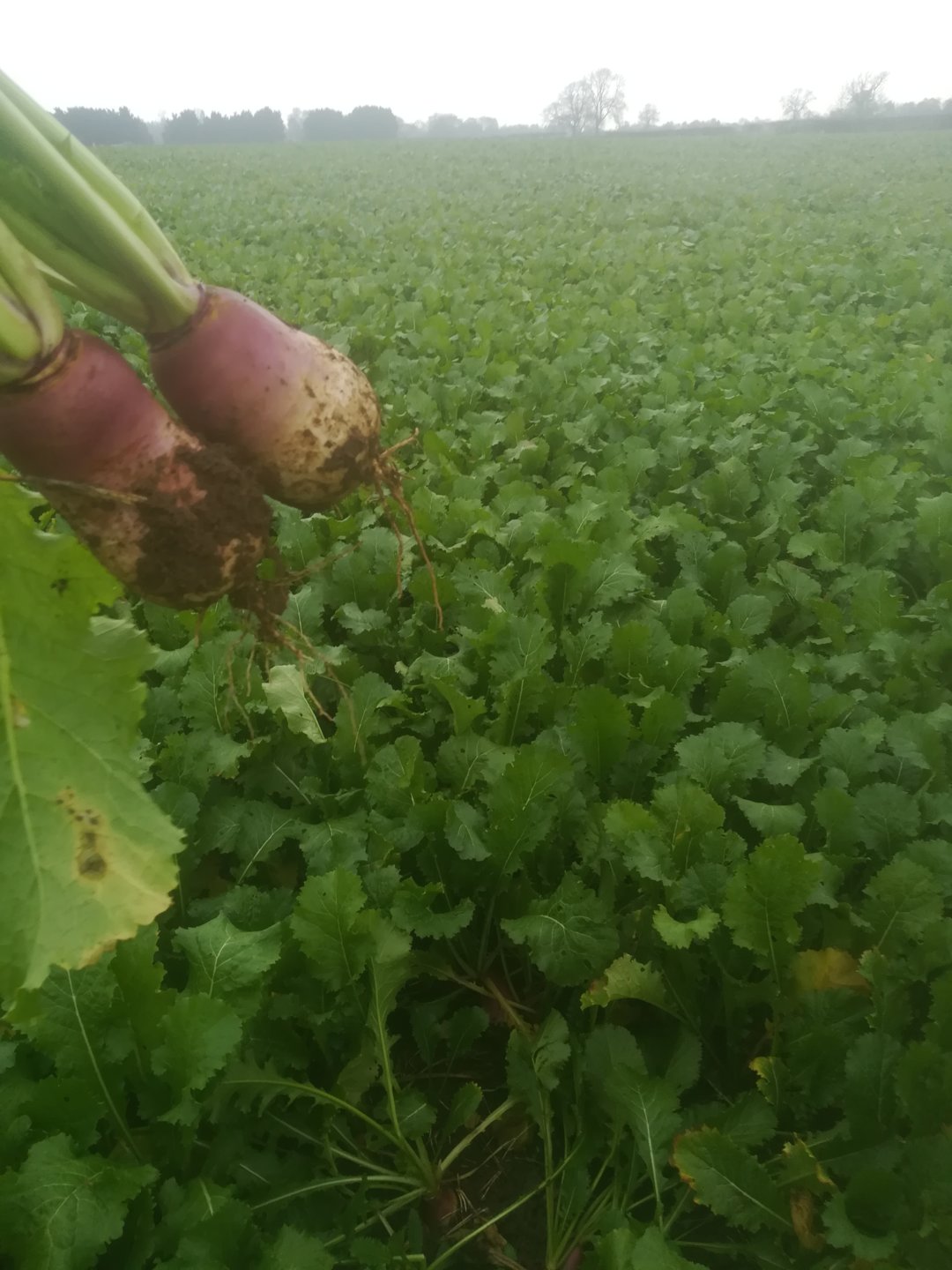 Stubble turnips | Page 5 | The Farming Forum