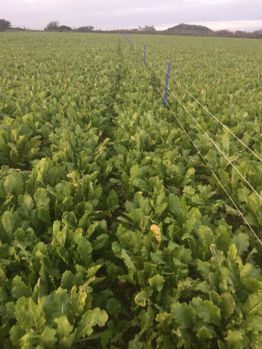 Stubble turnips | Page 6 | The Farming Forum