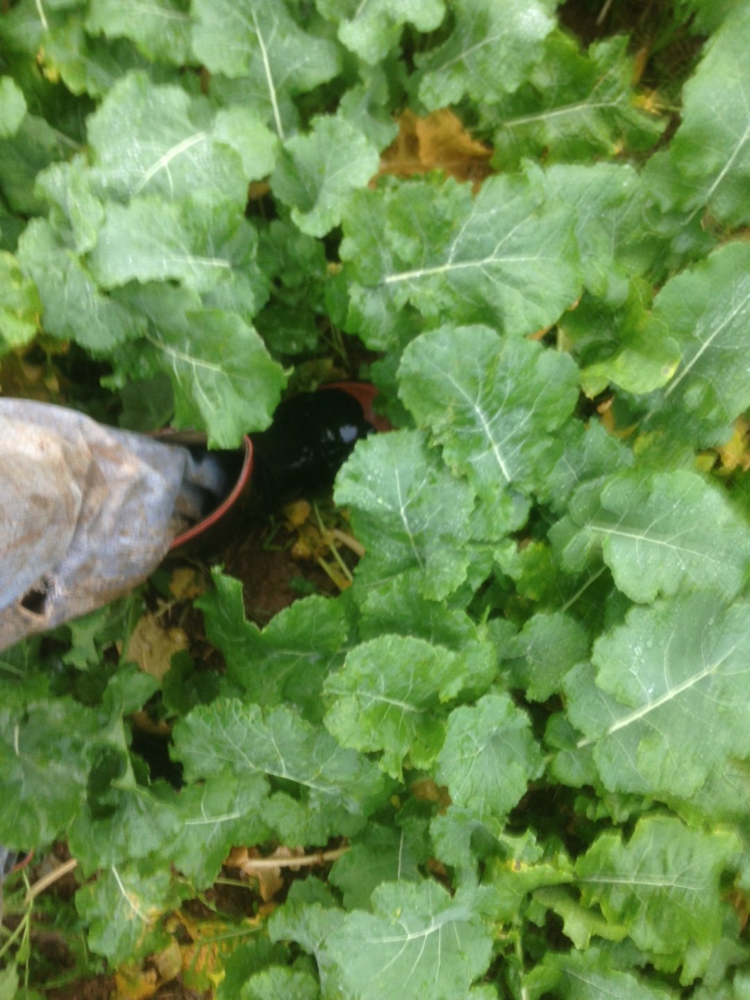 Stubble turnips | Page 6 | The Farming Forum