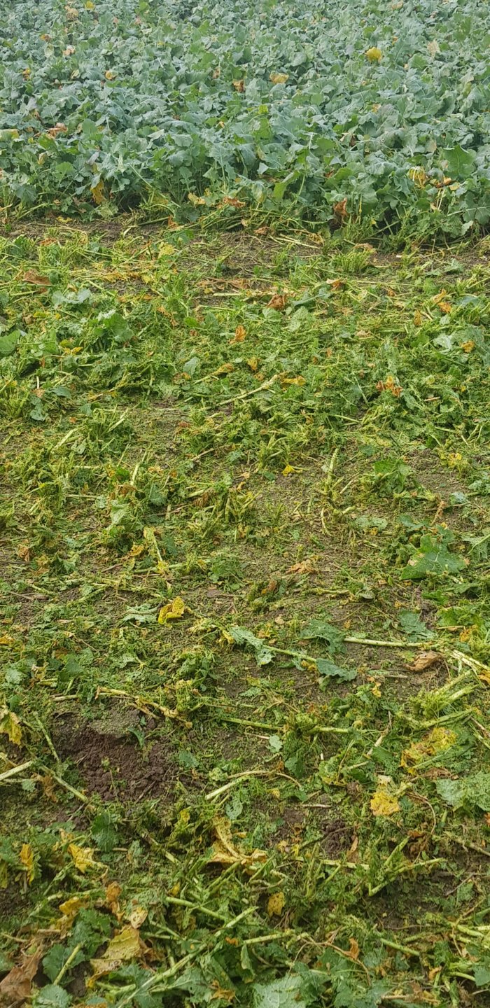 Cabbage stem flea Beetle larvae on OSR crops | The Farming Forum