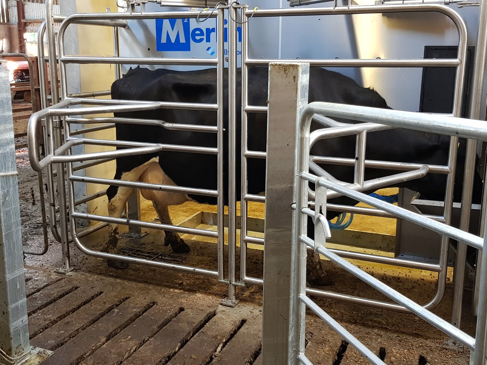 training people to milk and how do you renumerate them? | Page 3 | The ...