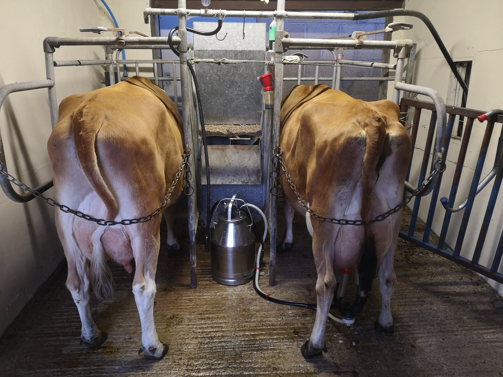 Older milking parlours | Page 2 | The Farming Forum