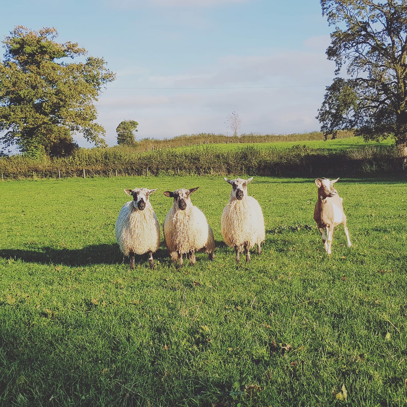 Native breeds photographs | Page 75 | The Farming Forum