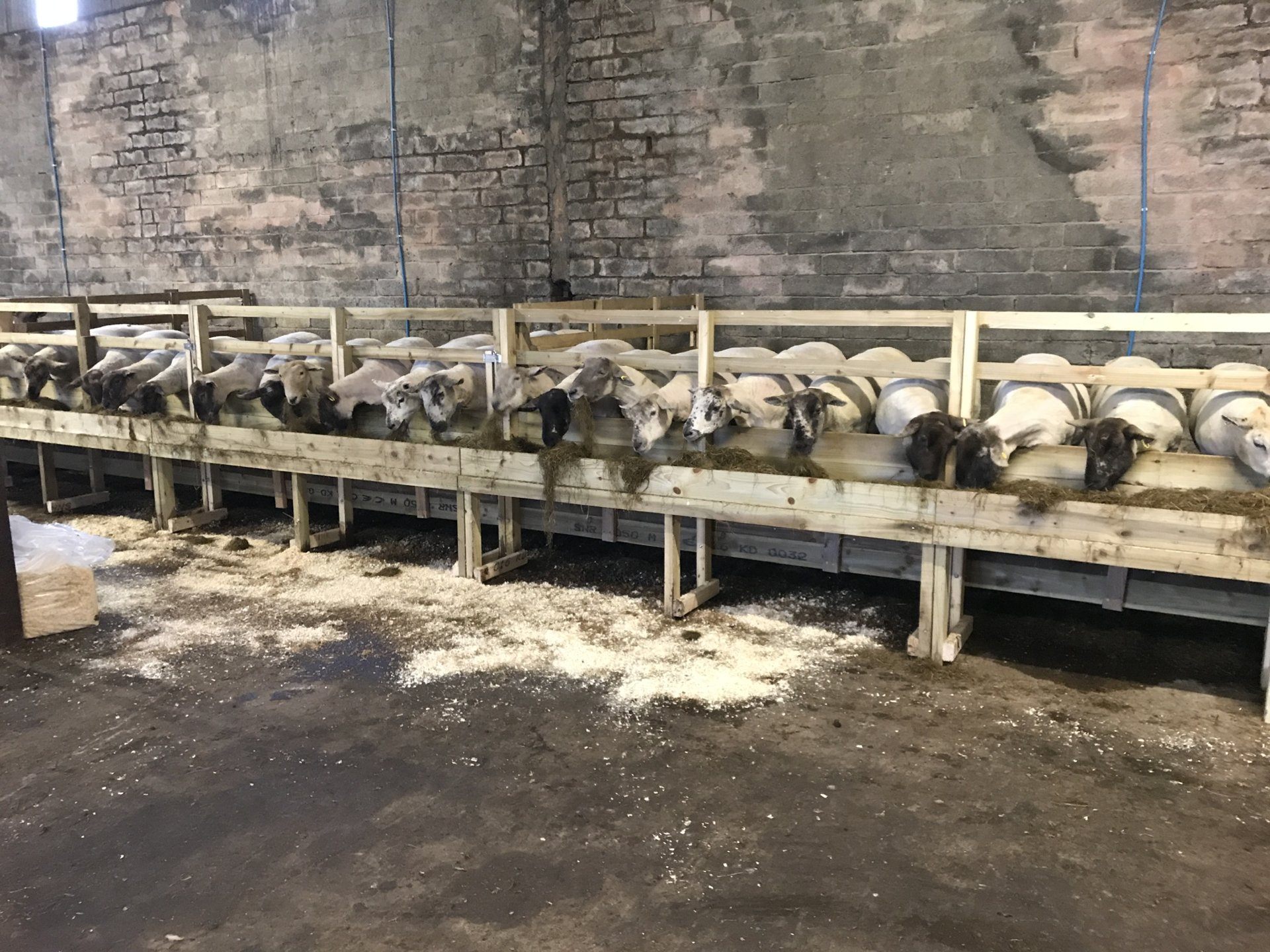 Sheep slats | Page 2 | The Farming Forum