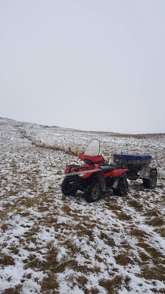 Sheep Snacker | Page 3 | The Farming Forum