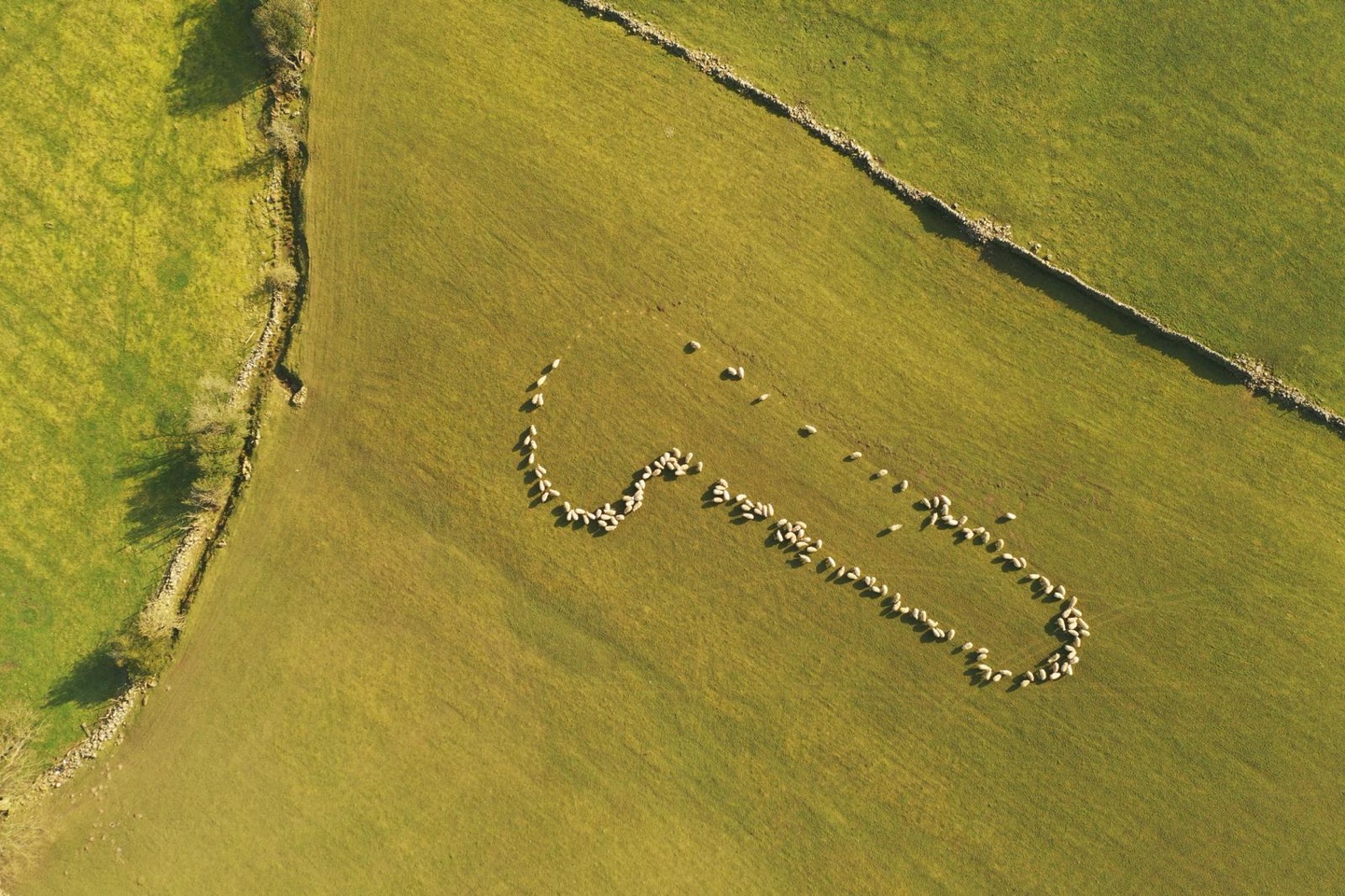 Feed sheep with snacker drone pic | The Farming Forum