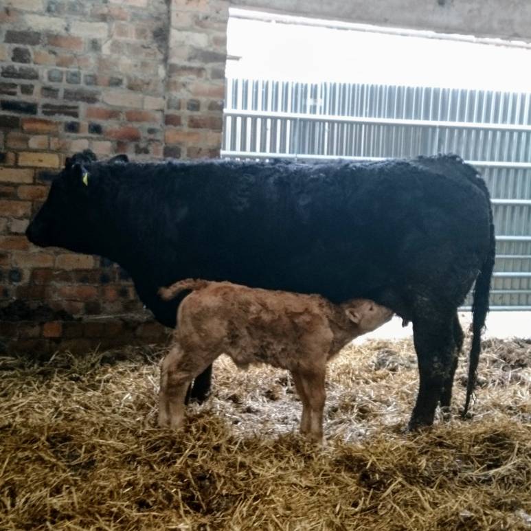 Calf bent at knees | Page 3 | The Farming Forum