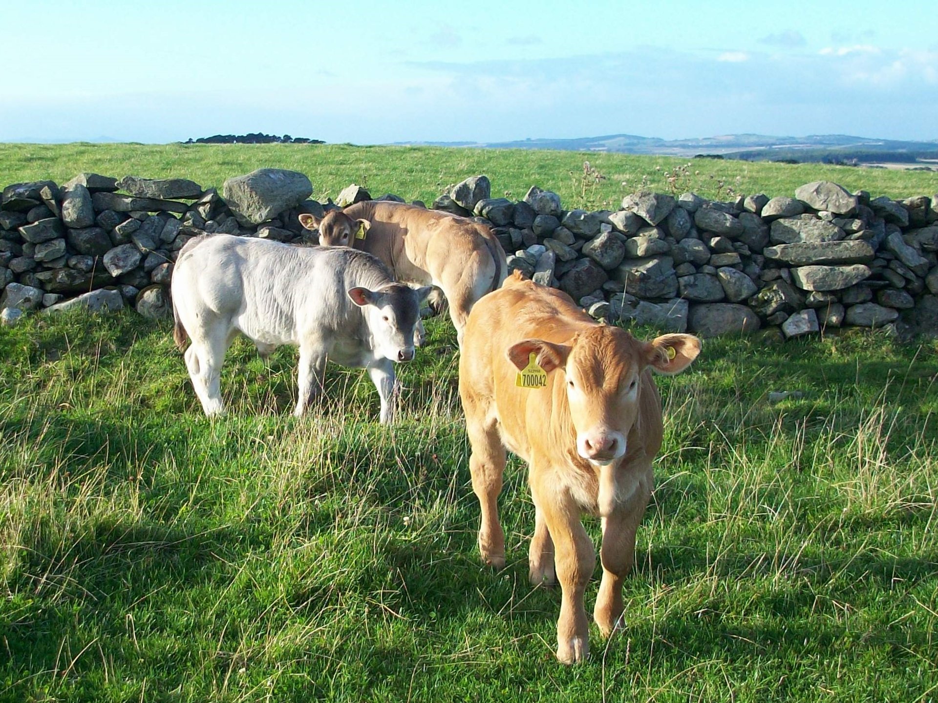 Calf bent at knees | Page 4 | The Farming Forum