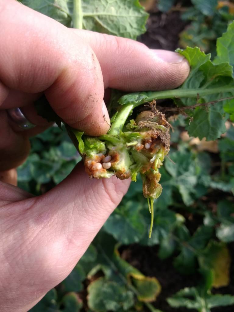 Cabbage stem flea Beetle larvae on OSR crops | Page 2 | The Farming Forum