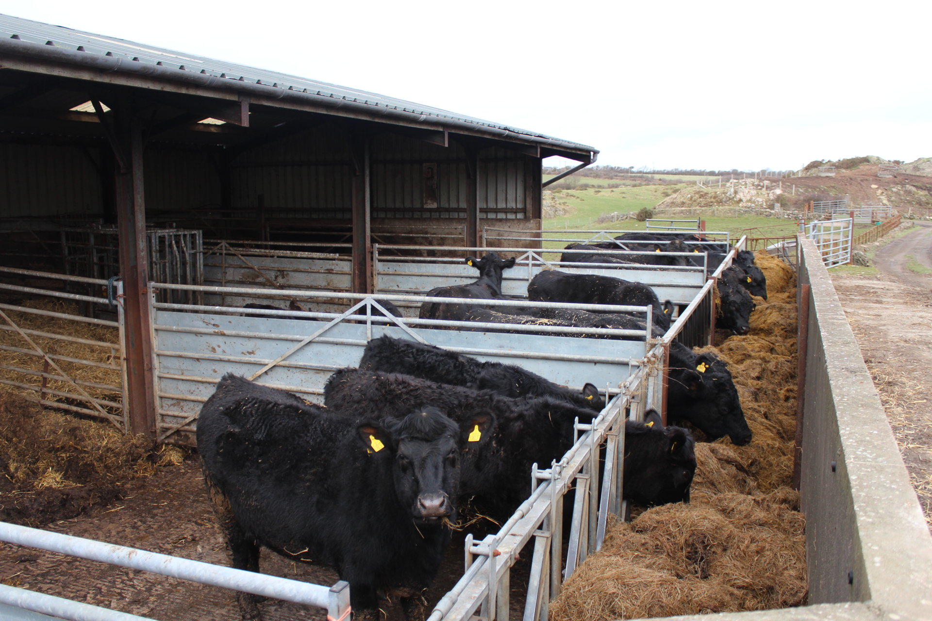 Modifying Existing Cattle Shed The Farming Forum