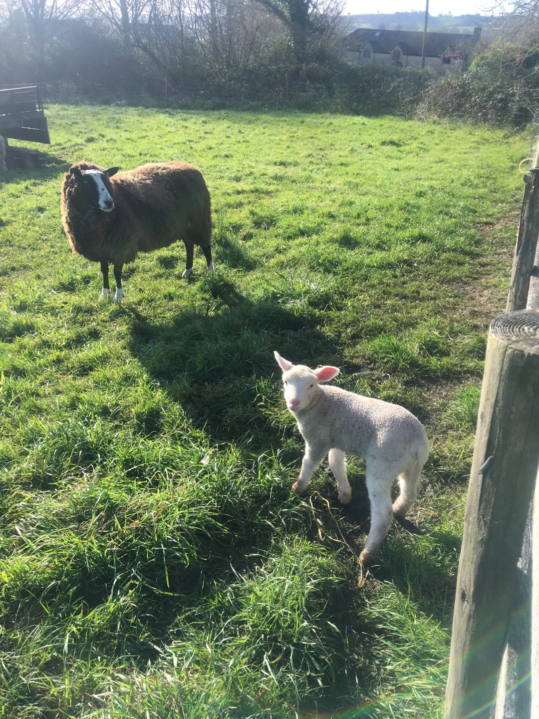 Zwartbles | Page 2 | The Farming Forum