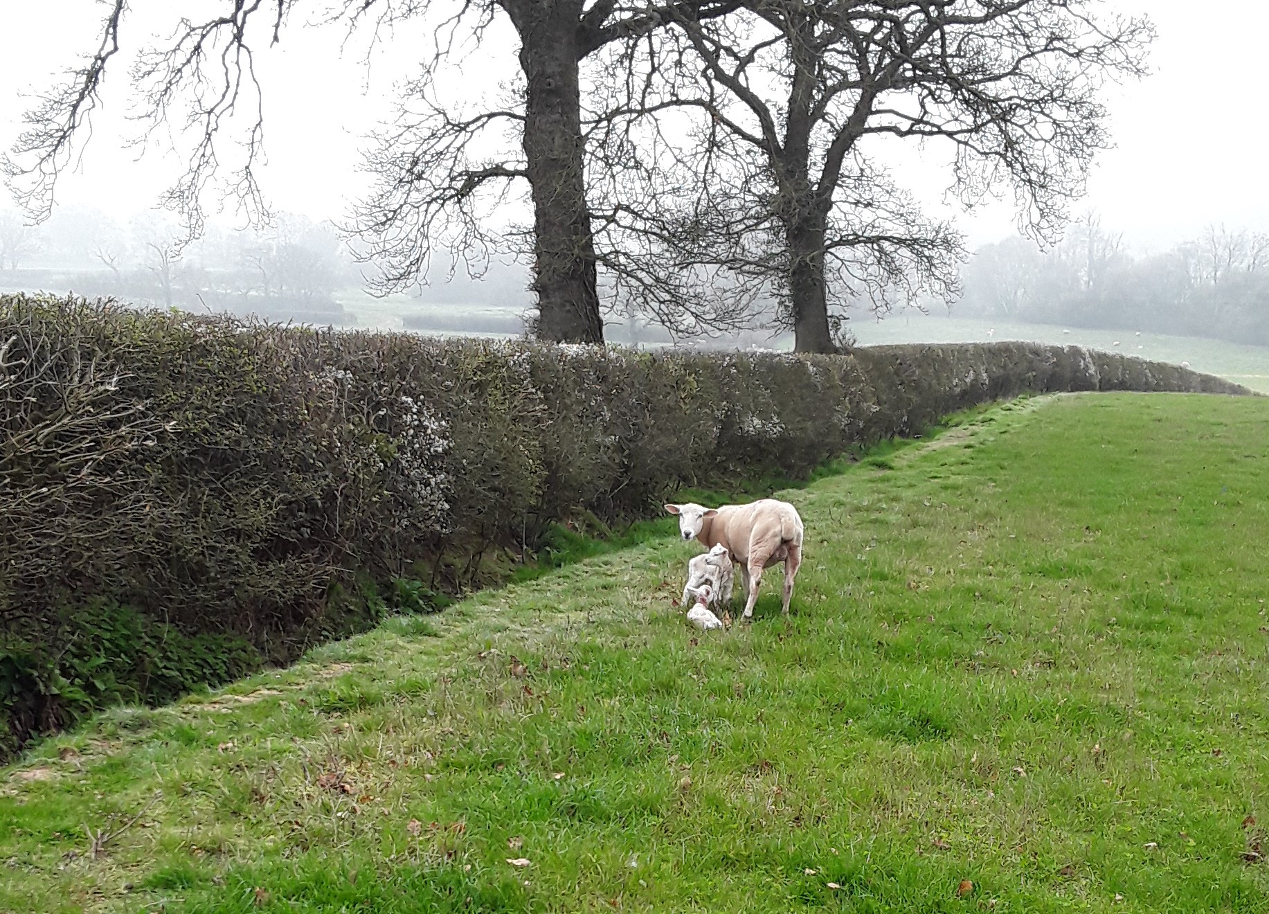 New sheep farmer - easy breeds | Page 2 | The Farming Forum