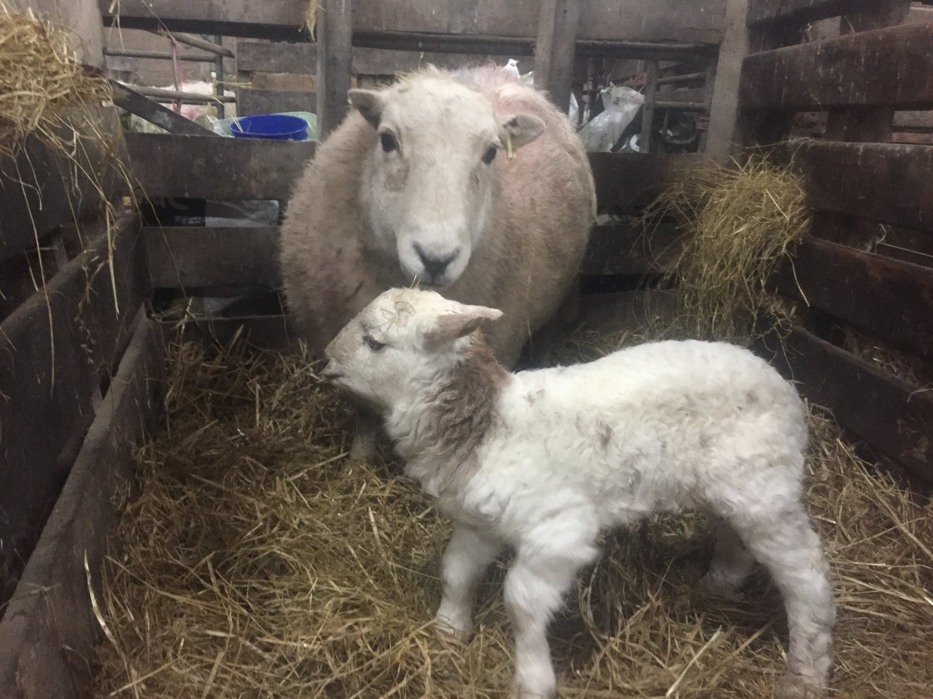 Do easycare rams throw welsh lambs? | The Farming Forum