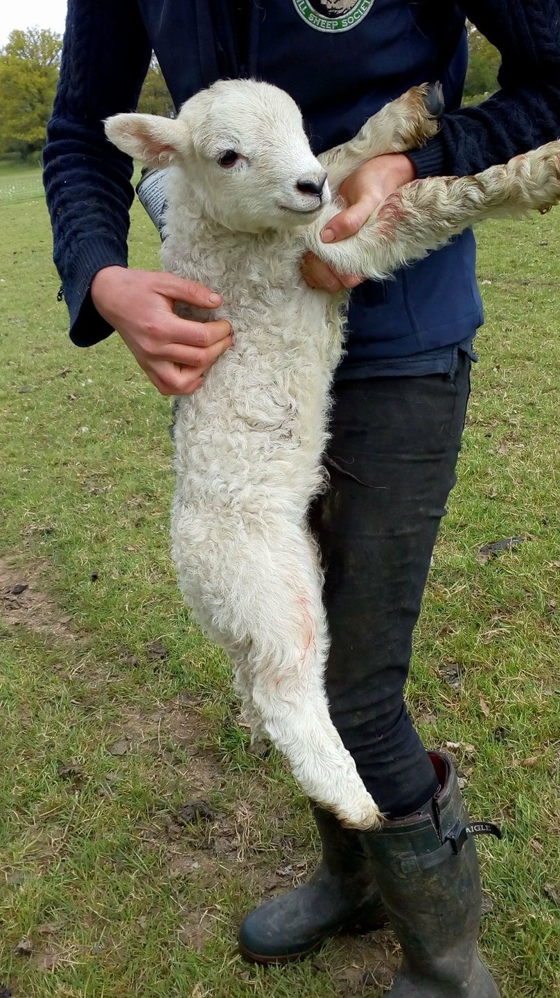 Do easycare rams throw welsh lambs? | The Farming Forum