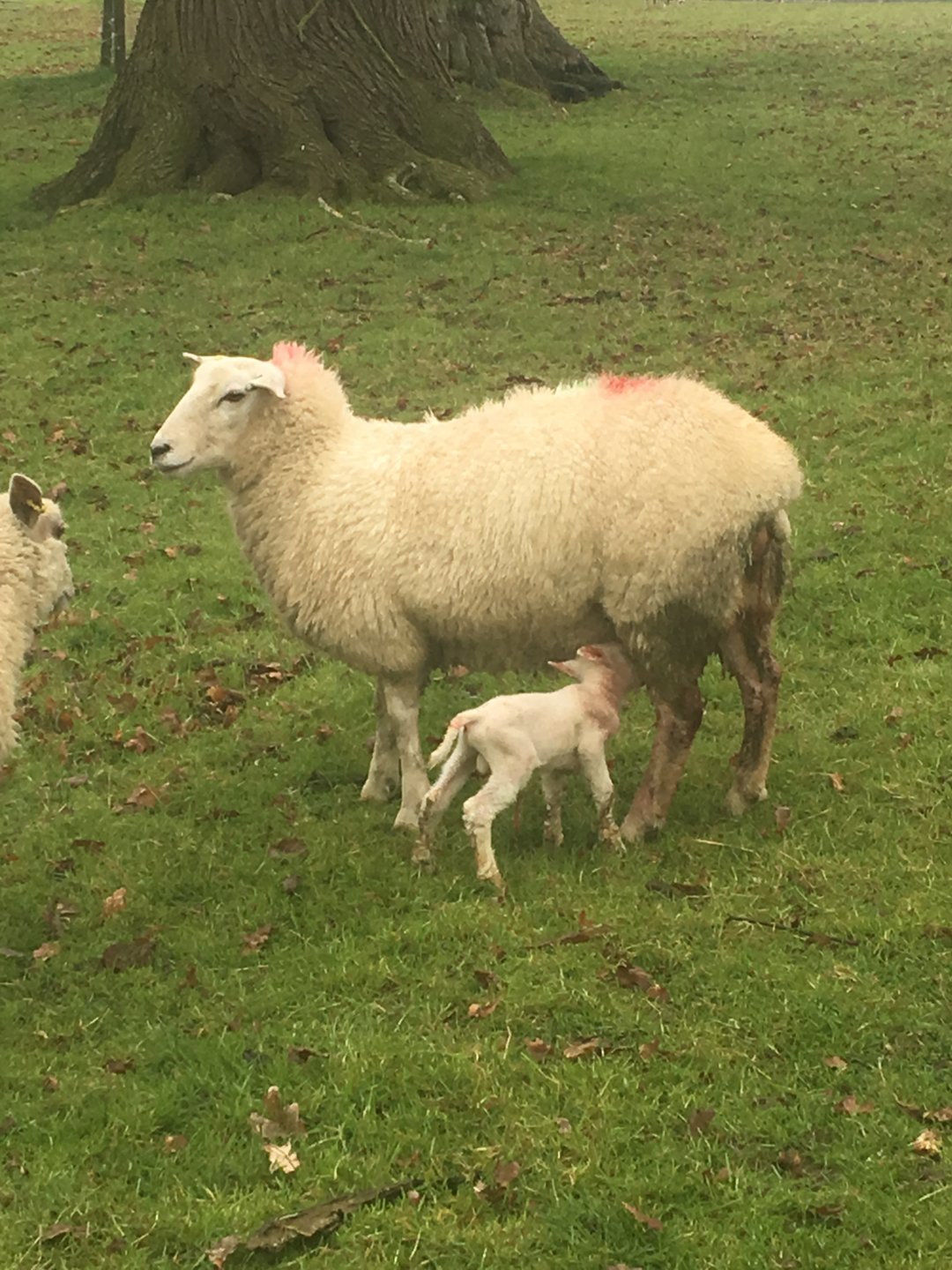 Lambing ewe lambs outside | Page 4 | The Farming Forum