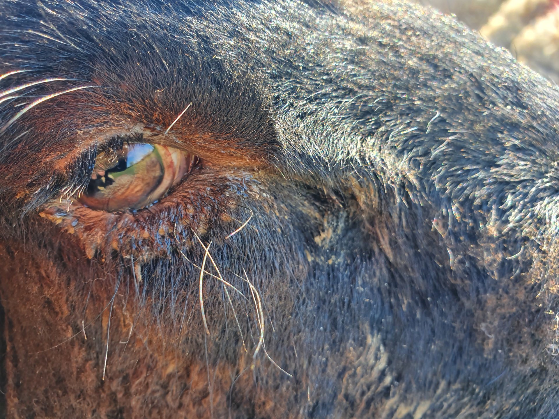 Lamb with gammy eye | The Farming Forum