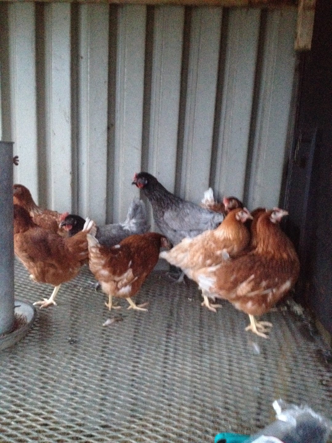 Commercial hybrid pol pullets | The Farming Forum